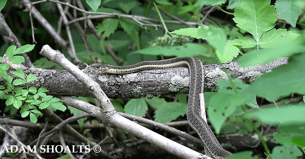 The Great Canadian Snake Quest - Adam Shoalts